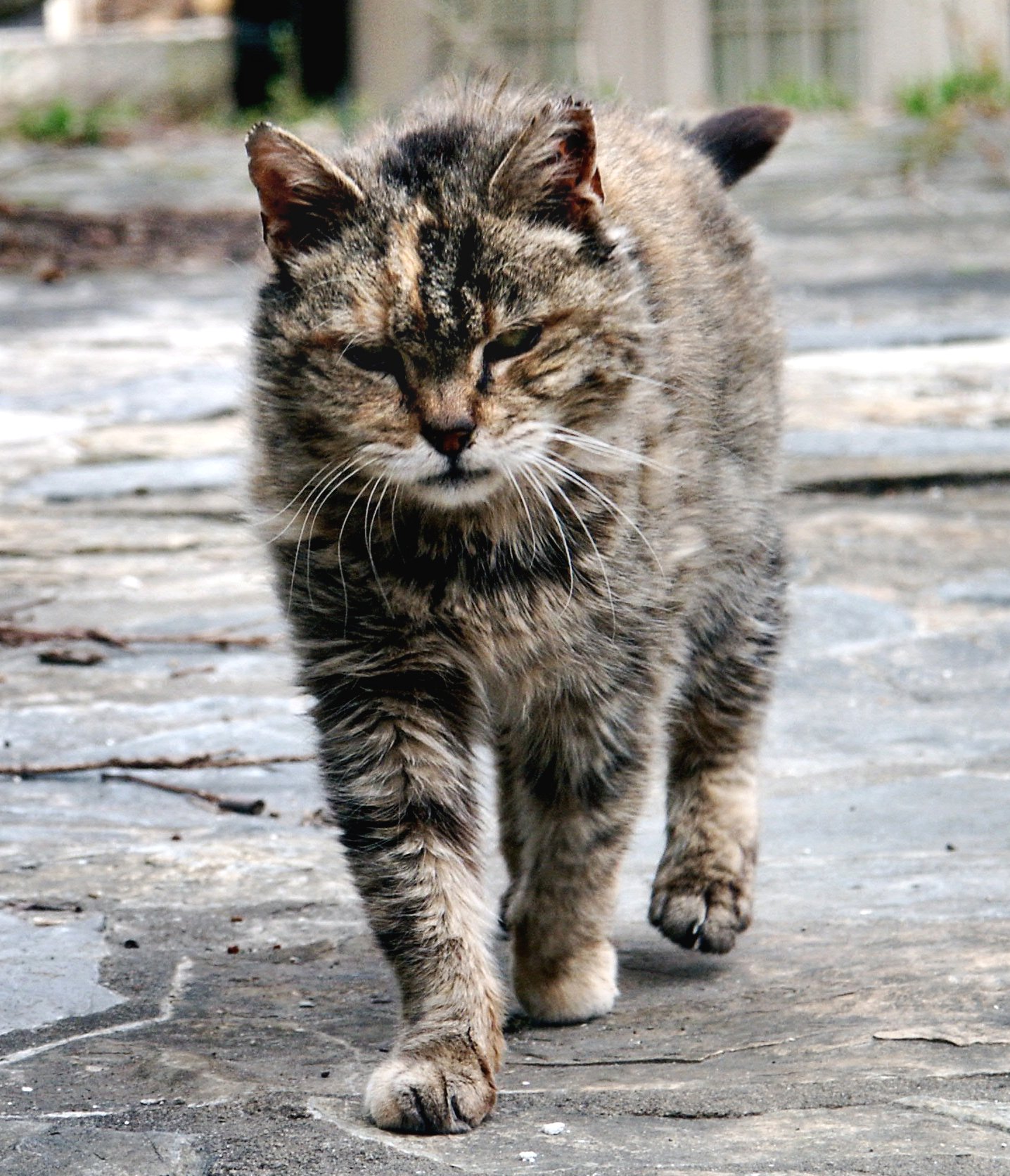 Feral Cats Doo N Go Feral Cats Doo N Go
